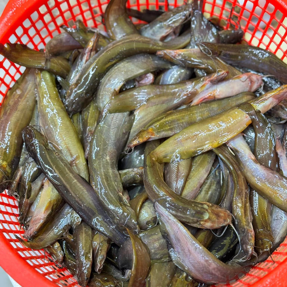 River Fish - Online Fish & Meat Shopping and Delivery in Dhaka