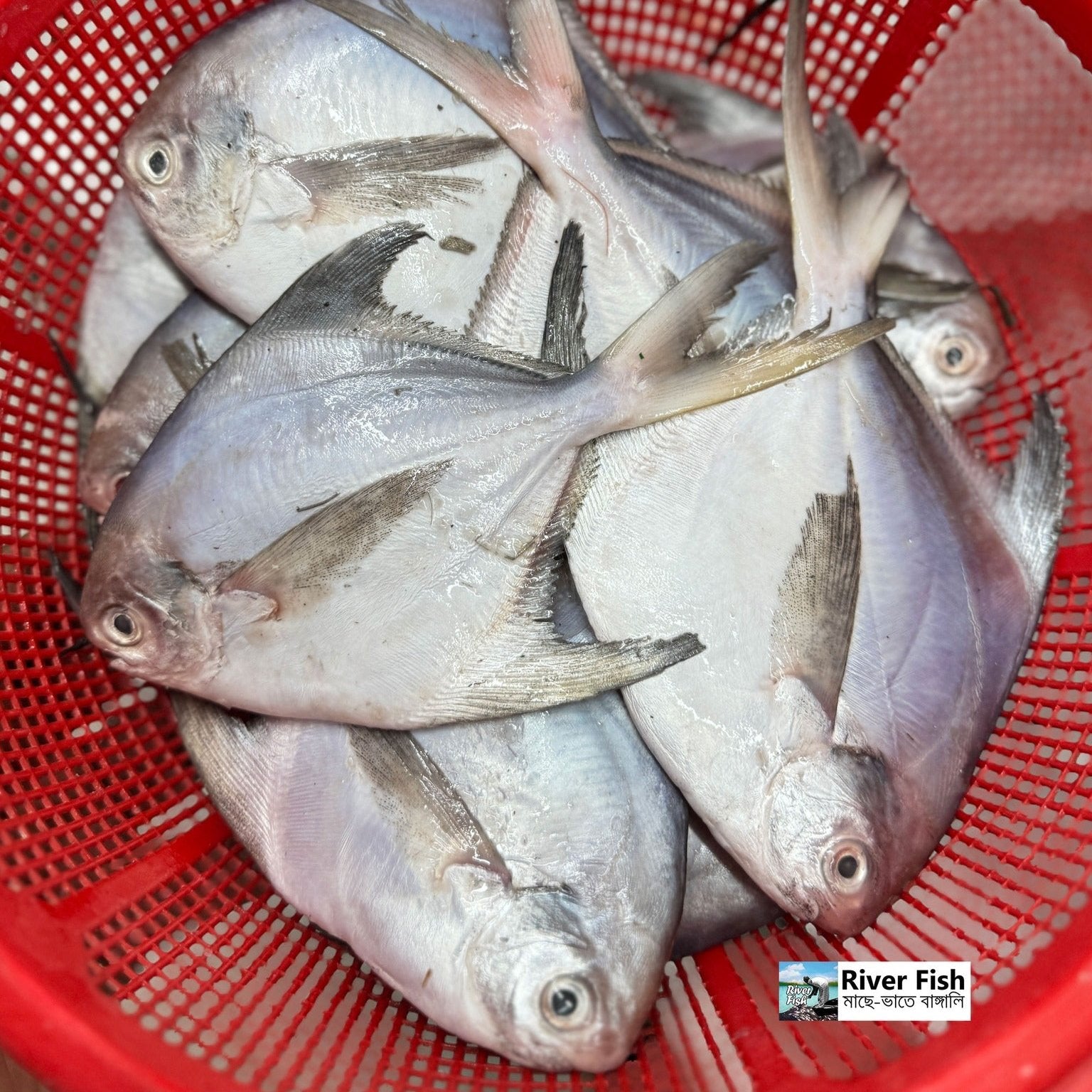 সামুদ্রিক রূপচাদা (৭/৮ পিসে) কেজি সাইজ - River Fish