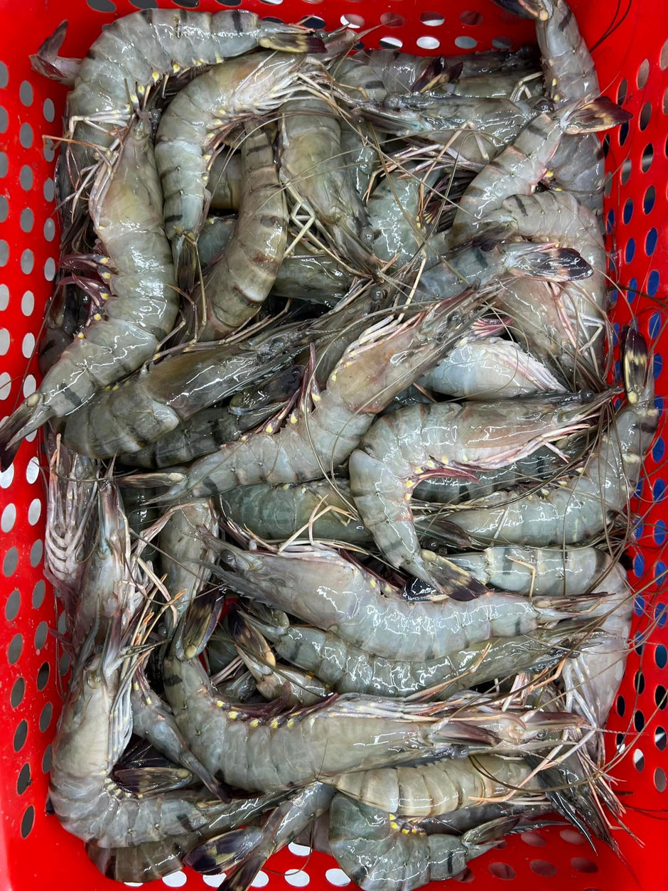 চিংড়ি কালেকশন - River Fish