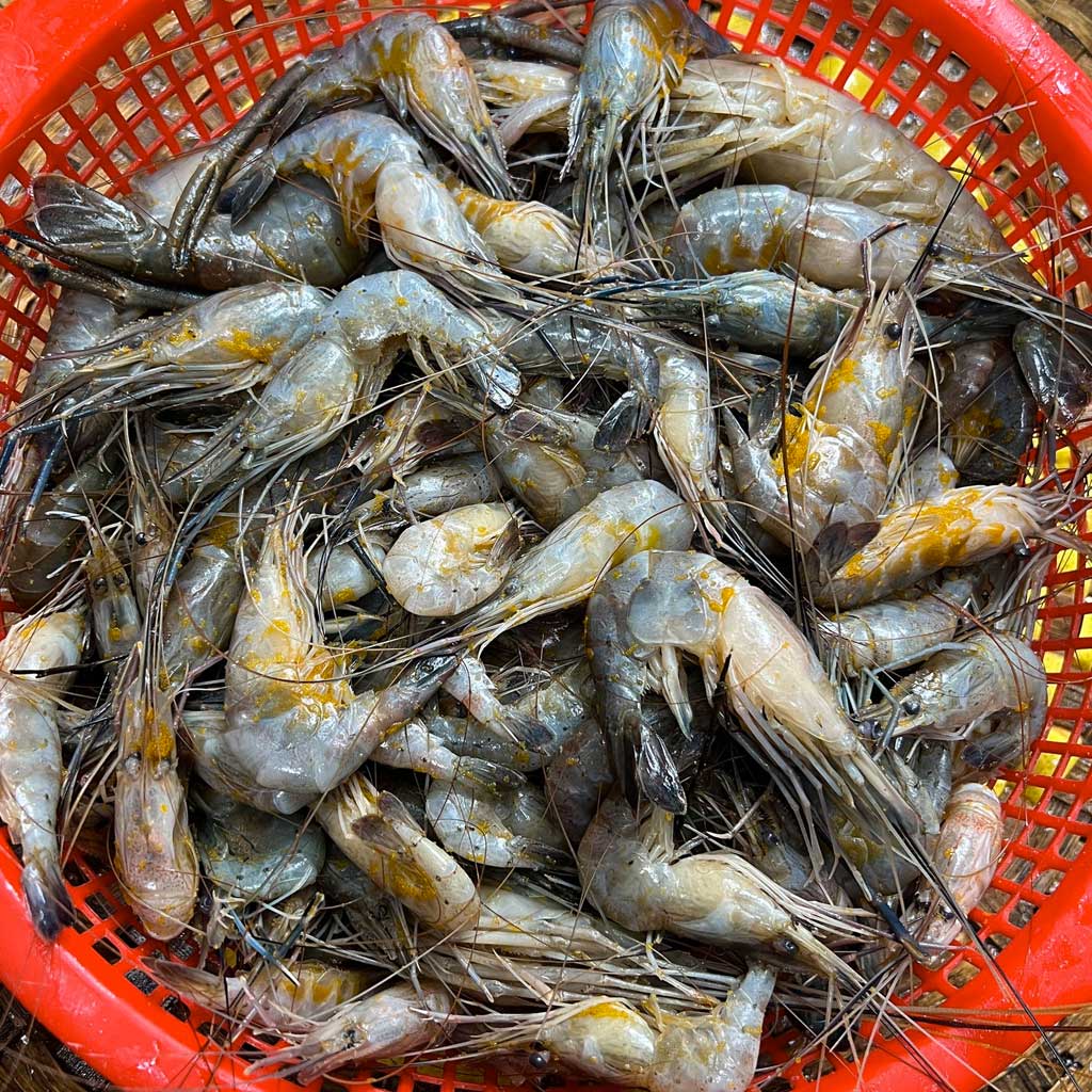 নদীর ডিমা চিংড়ি - River Fish