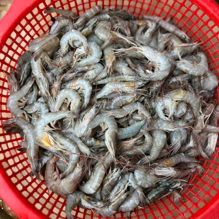 হরিণা চিংড়ি - River Fish