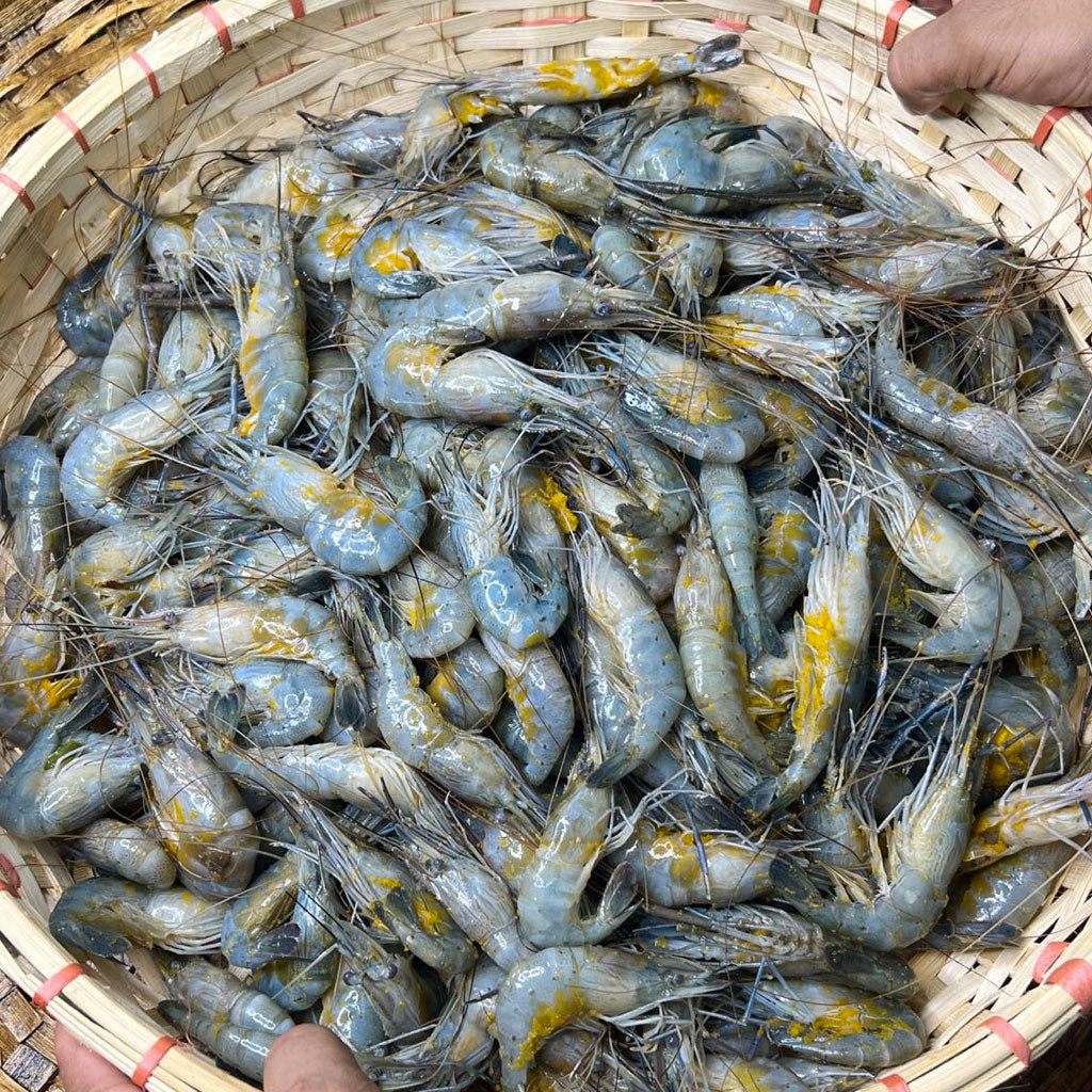 নদীর ডিমা চিংড়ি - River Fish