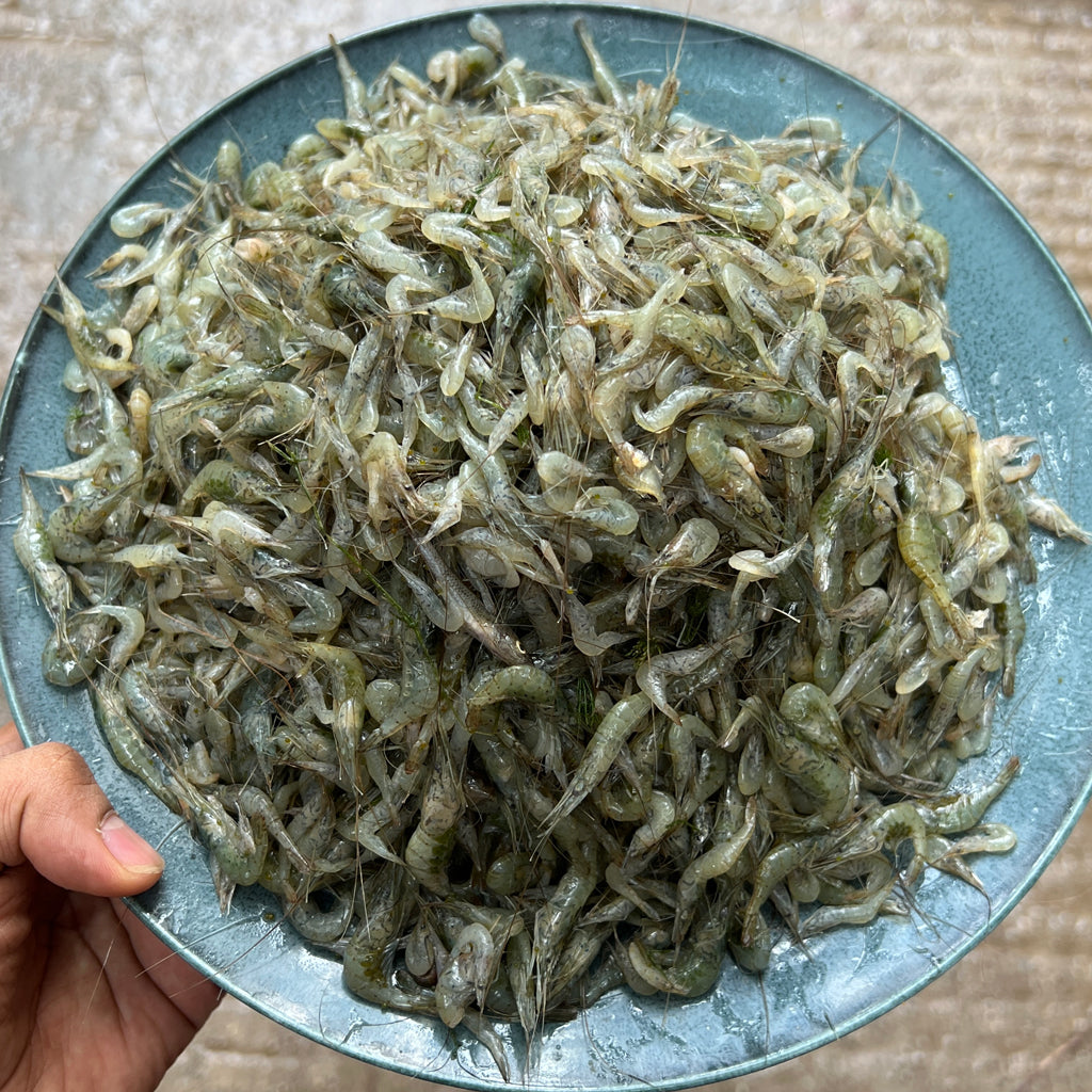 চিংড়ি কালেকশন - River Fish