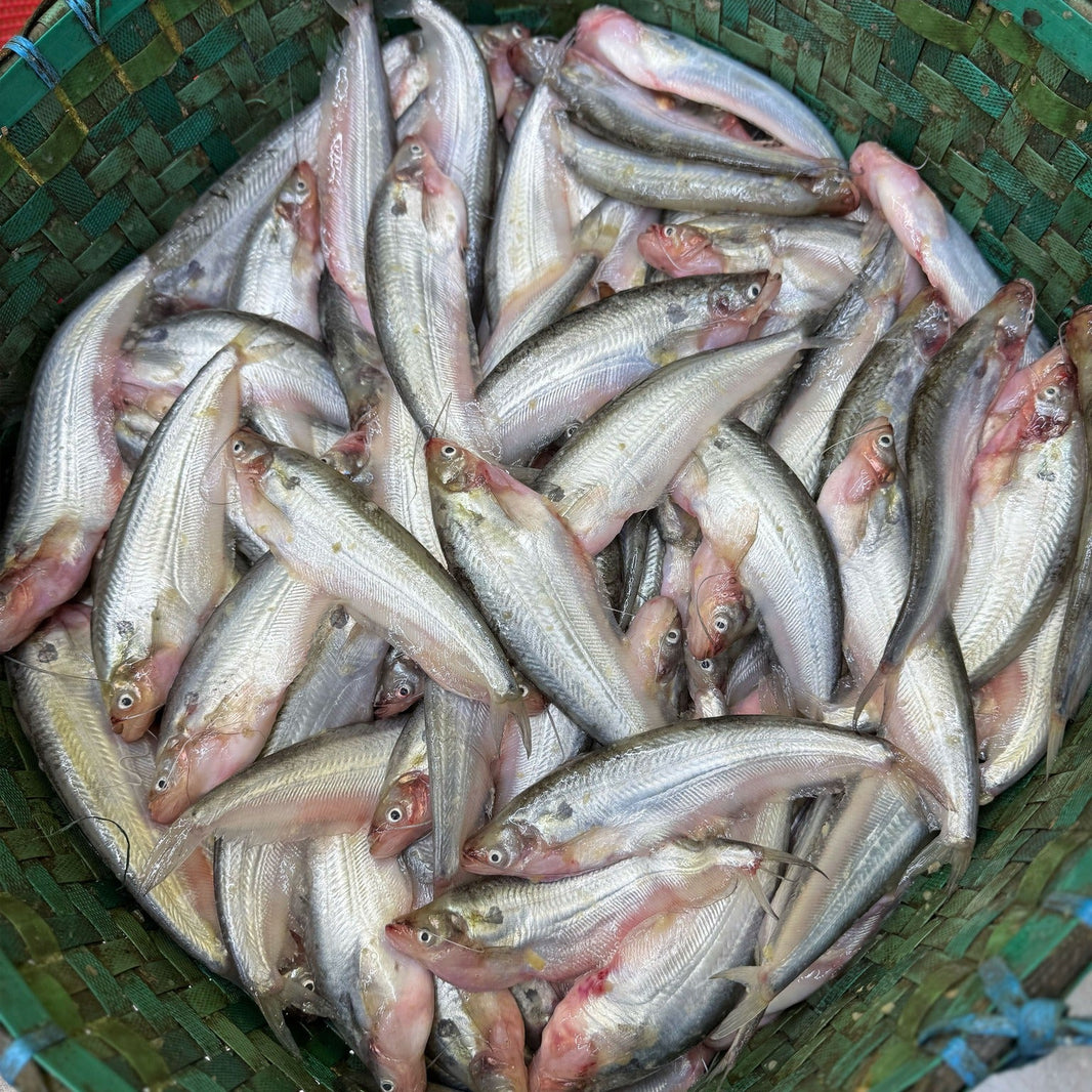 River Fish - Online Fish & Meat Shopping and Delivery in Dhaka