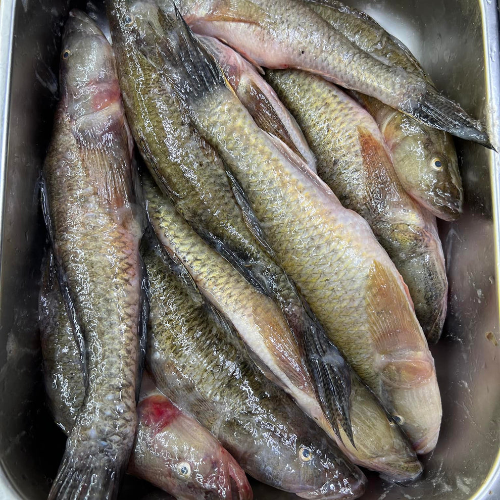 যমুনা নদীর বেলে বড় সাইজ ৬/৭ পিসে কেজি - River Fish