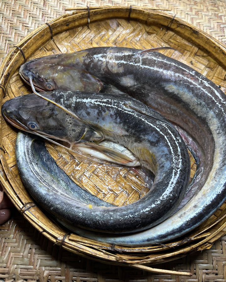 River Fish - Online Fish & Meat Shopping and Delivery in Dhaka