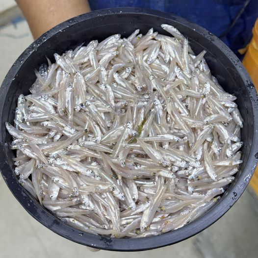 নদীর কাচকি - River Fish