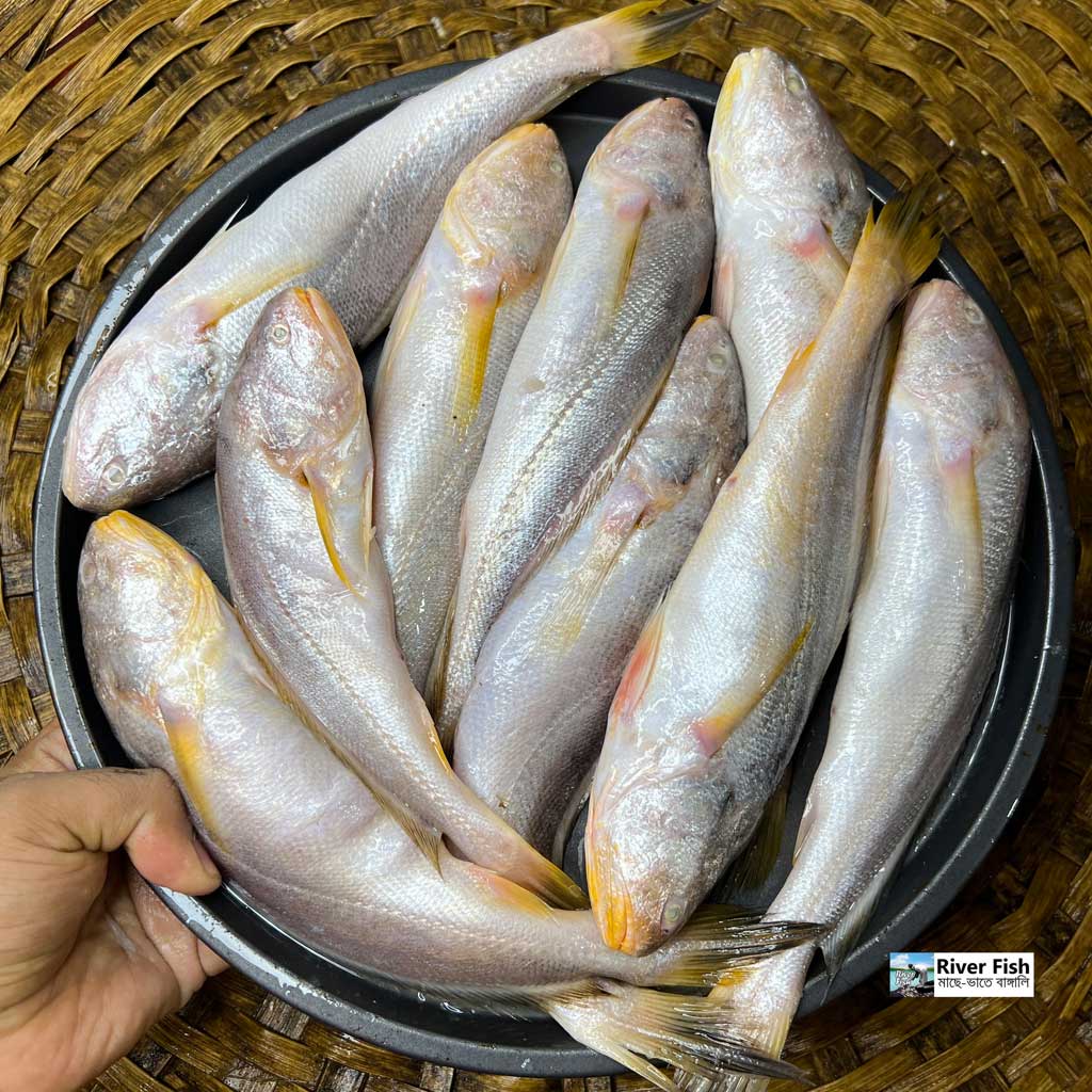 নদীর পোয়া / বরিশালের পোয়া মাছ - River Fish