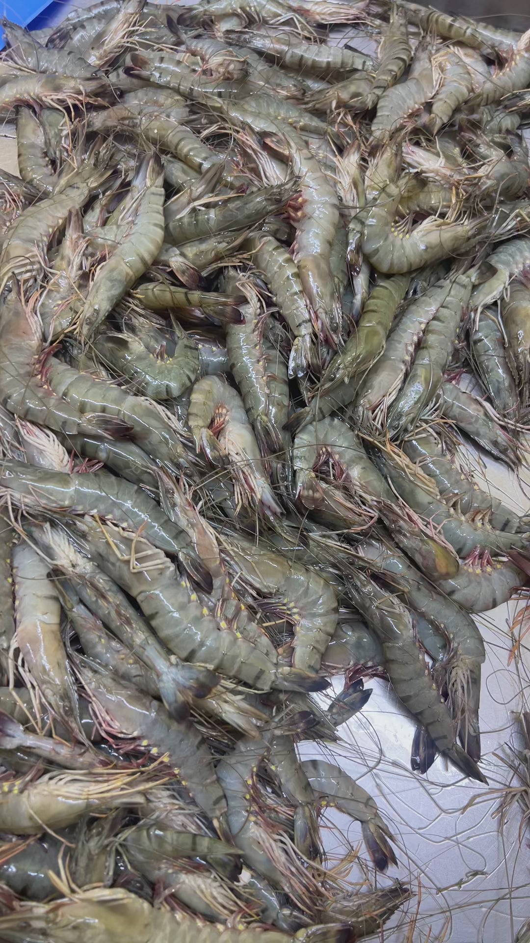 চিংড়ি কালেকশন - River Fish