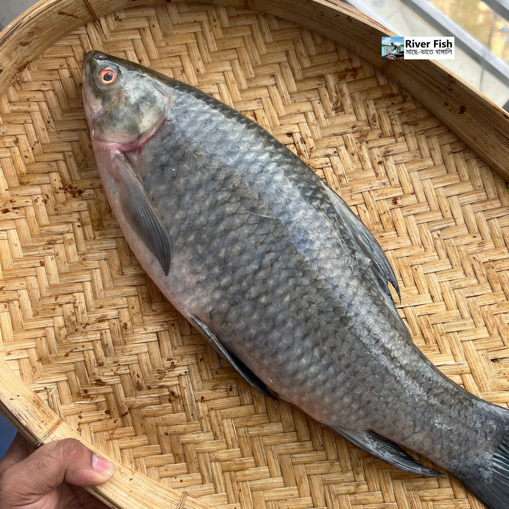 সুনামগঞ্জের হাওড়ের দেশি কালিবাউস - River Fish