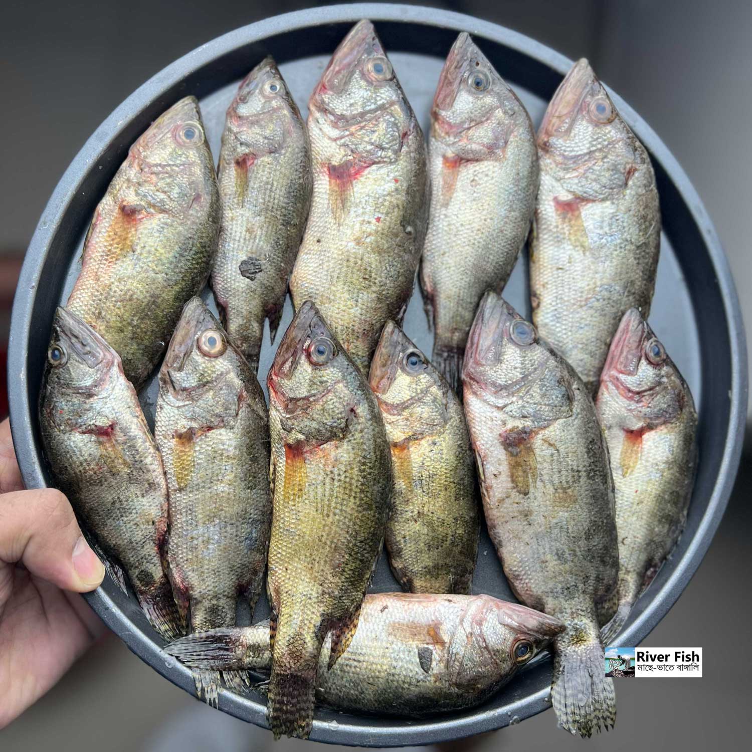 হাওড়ের দেশি মেনি মাছ - River Fish