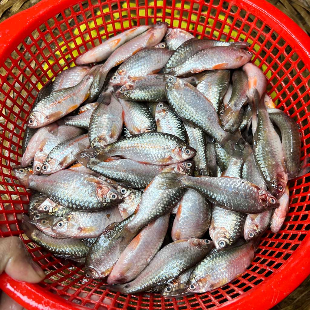বিলের দেশি পুটি - River Fish