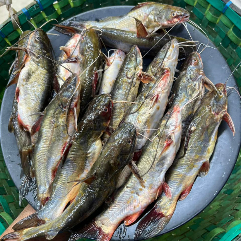 সাতক্ষীরার টেংরা - River Fish
