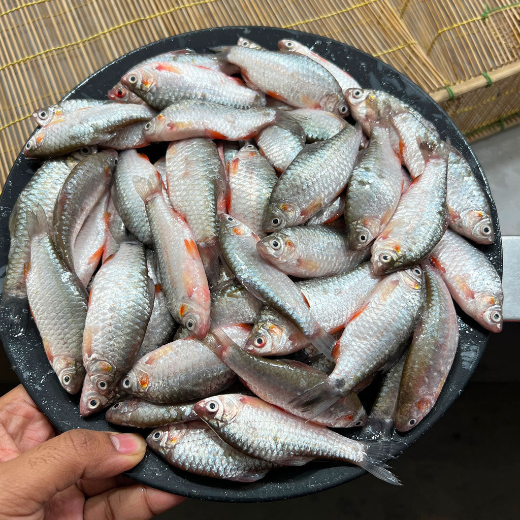 বিলের দেশি পুটি - River Fish