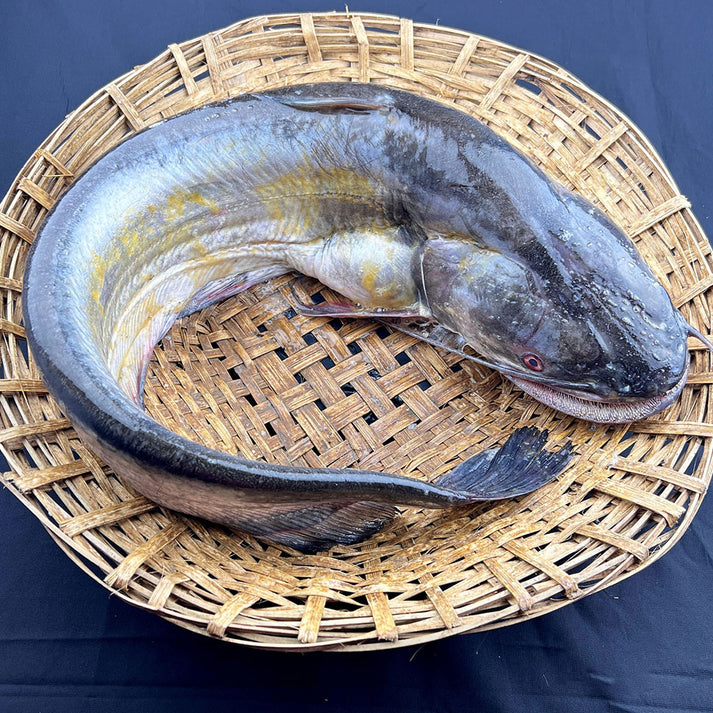 কিশোরগঞ্জের হাওরের বোয়াল ৬ কেজি প্লাস সাইজ - River Fish