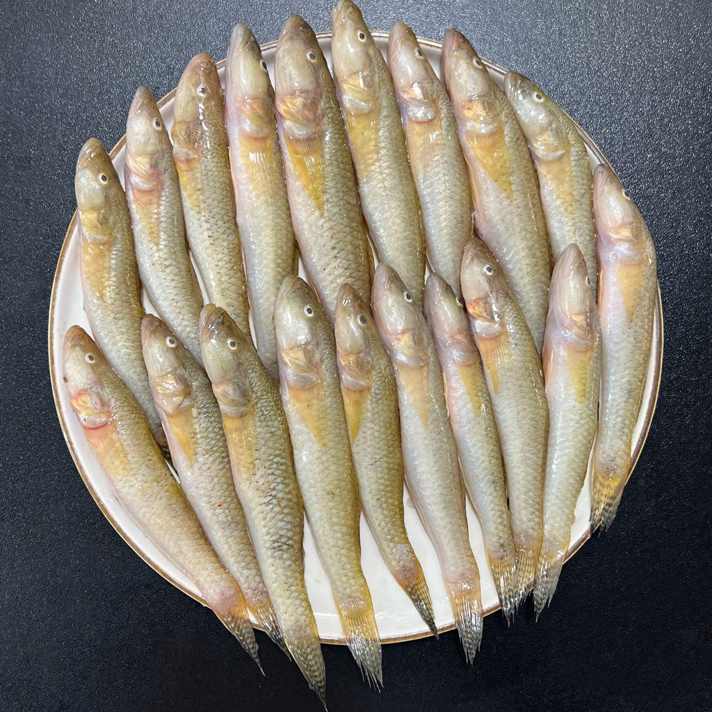 নদীর বেলে রেগুলার সাইজ - River Fish